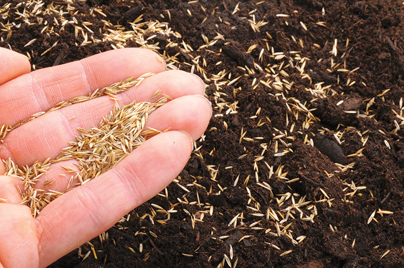 Special Services - Lawn Depot