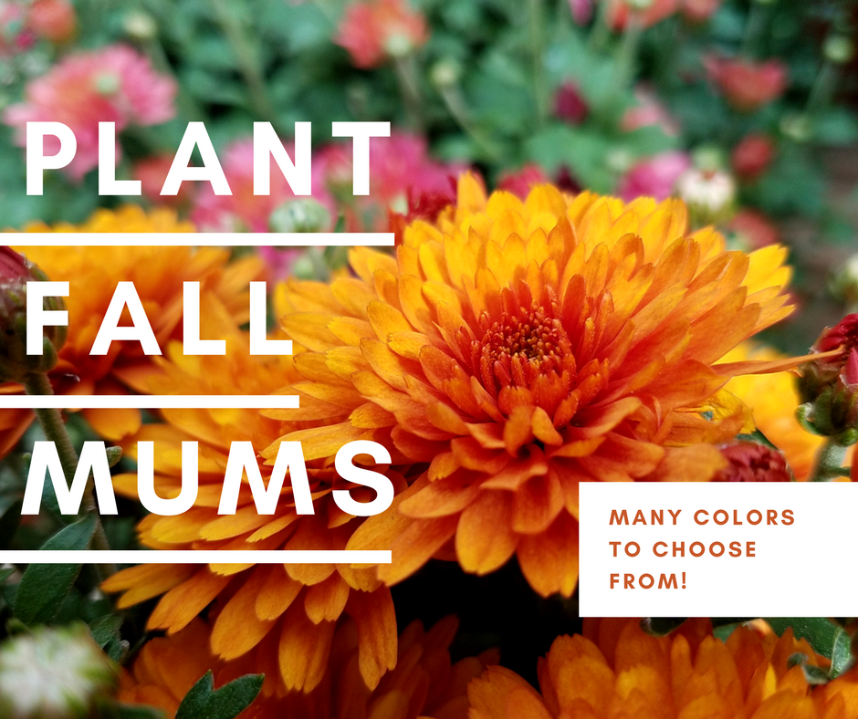Add some fall color to your garden palette! - Lawn Depot